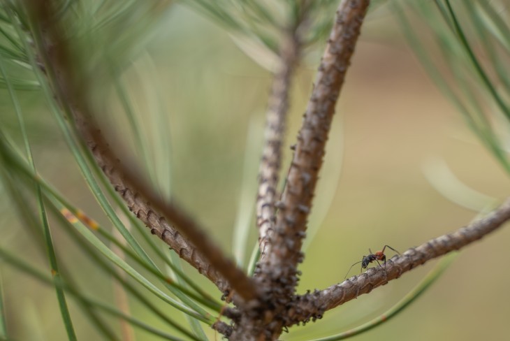Centro PINUS dá a conhecer a vida selvagem do pinhal
